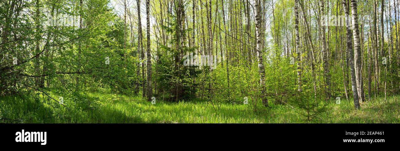 pine forest panorama Stock Photo - Alamy