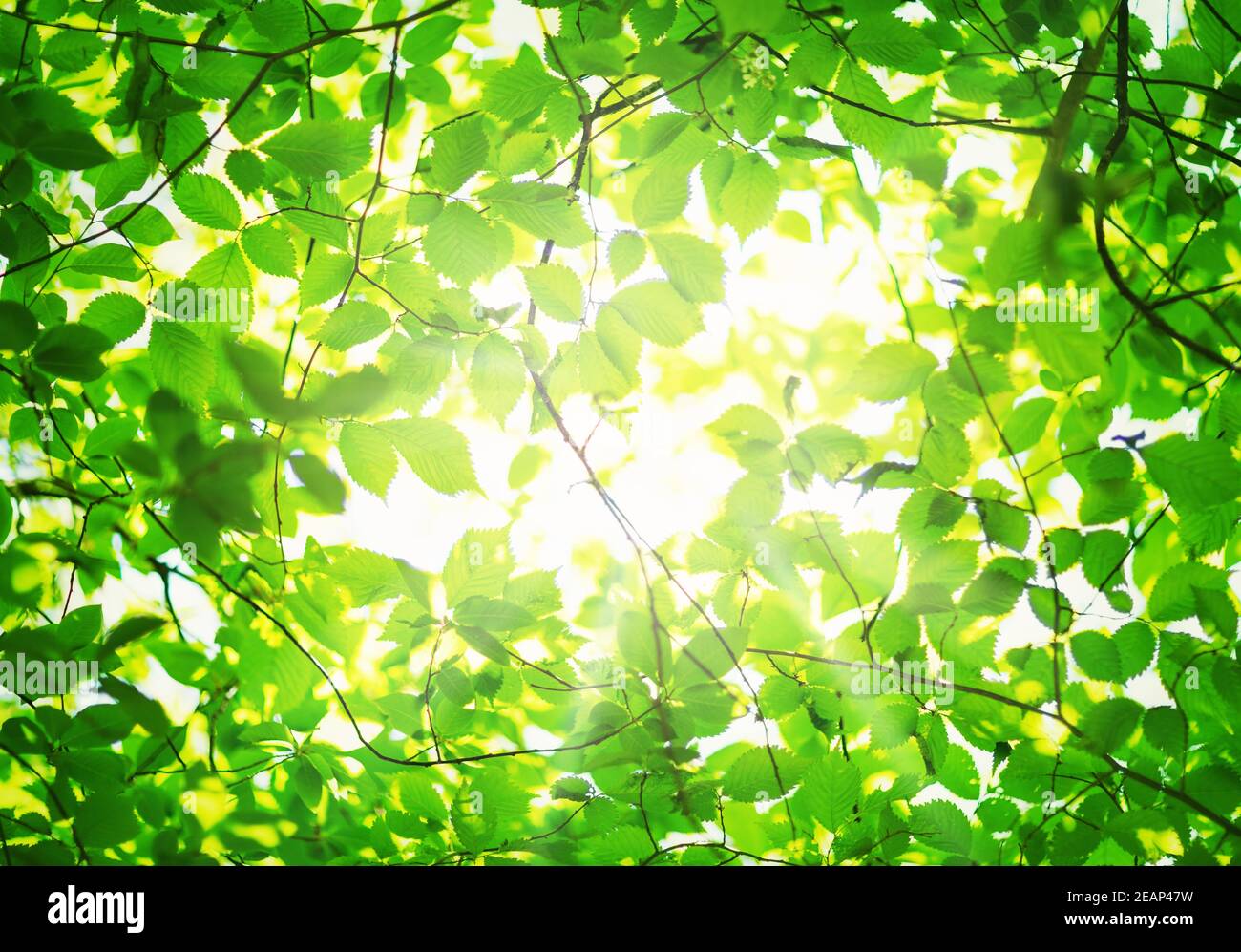 New leaves in summer Stock Photo - Alamy
