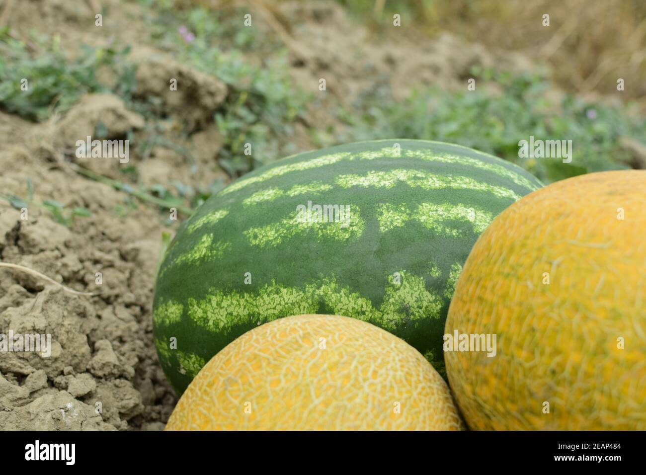Ripe melon and watermelon the new harvest Stock Photo - Alamy