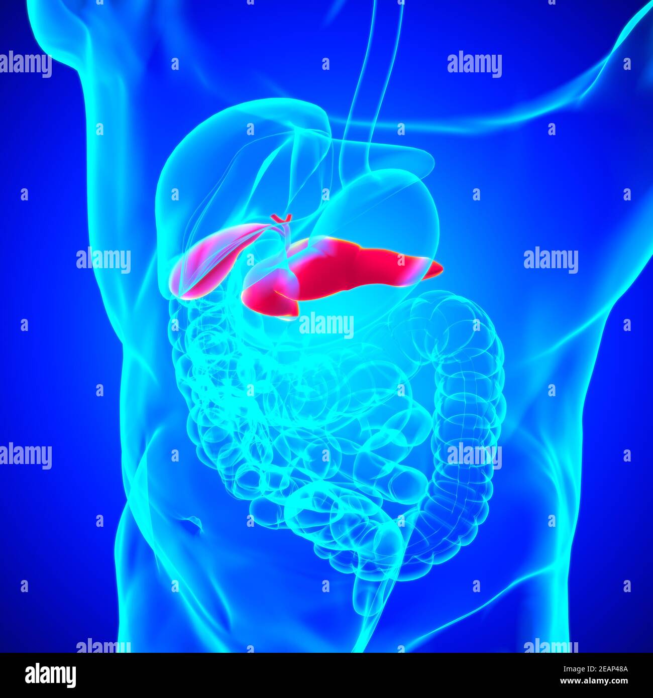 pancreas Human Digestive System Anatomy For Medical Concept 3D ...