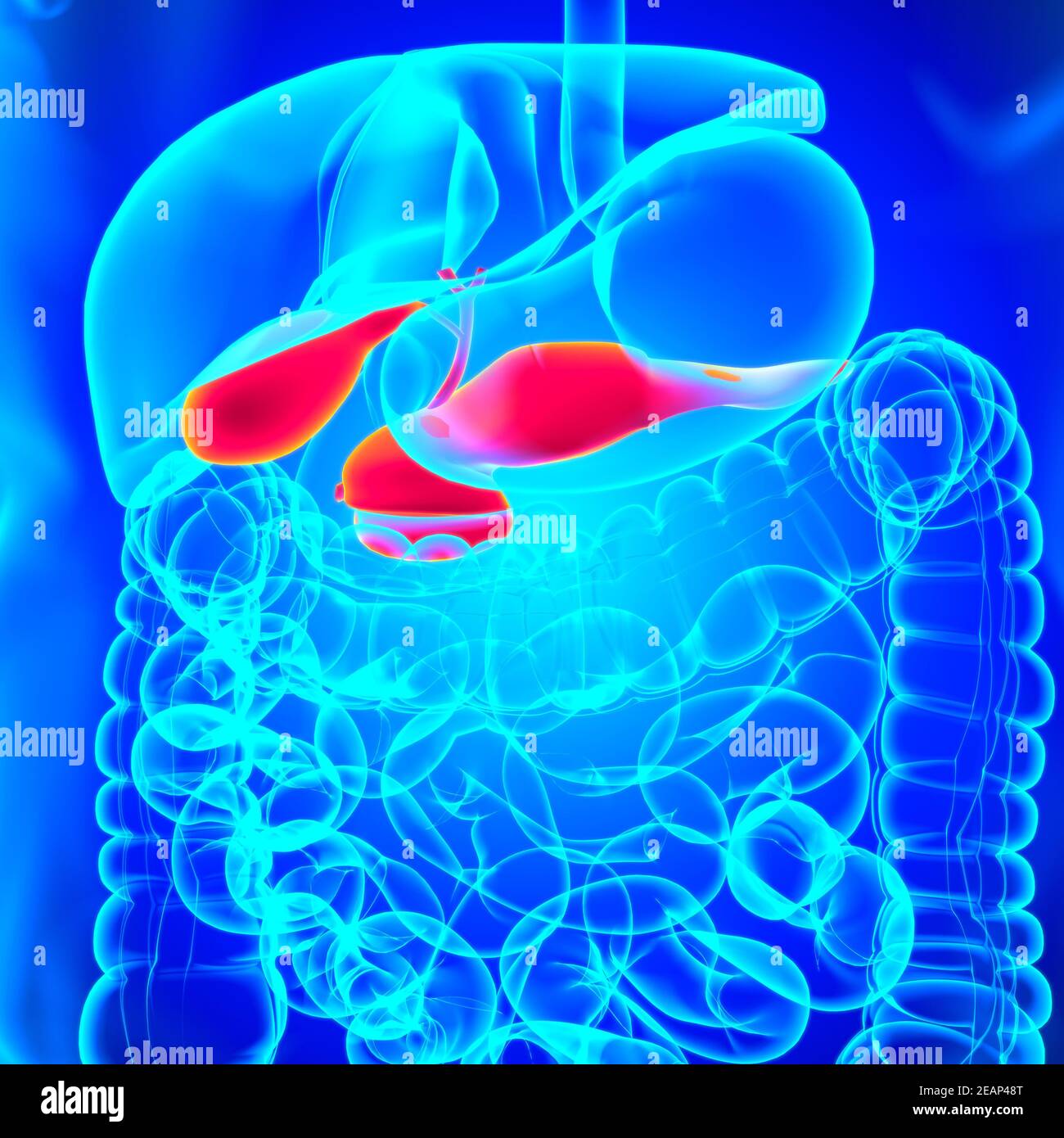 Gall Bladder Human Digestive System Anatomy For Medical Concept 3D ...