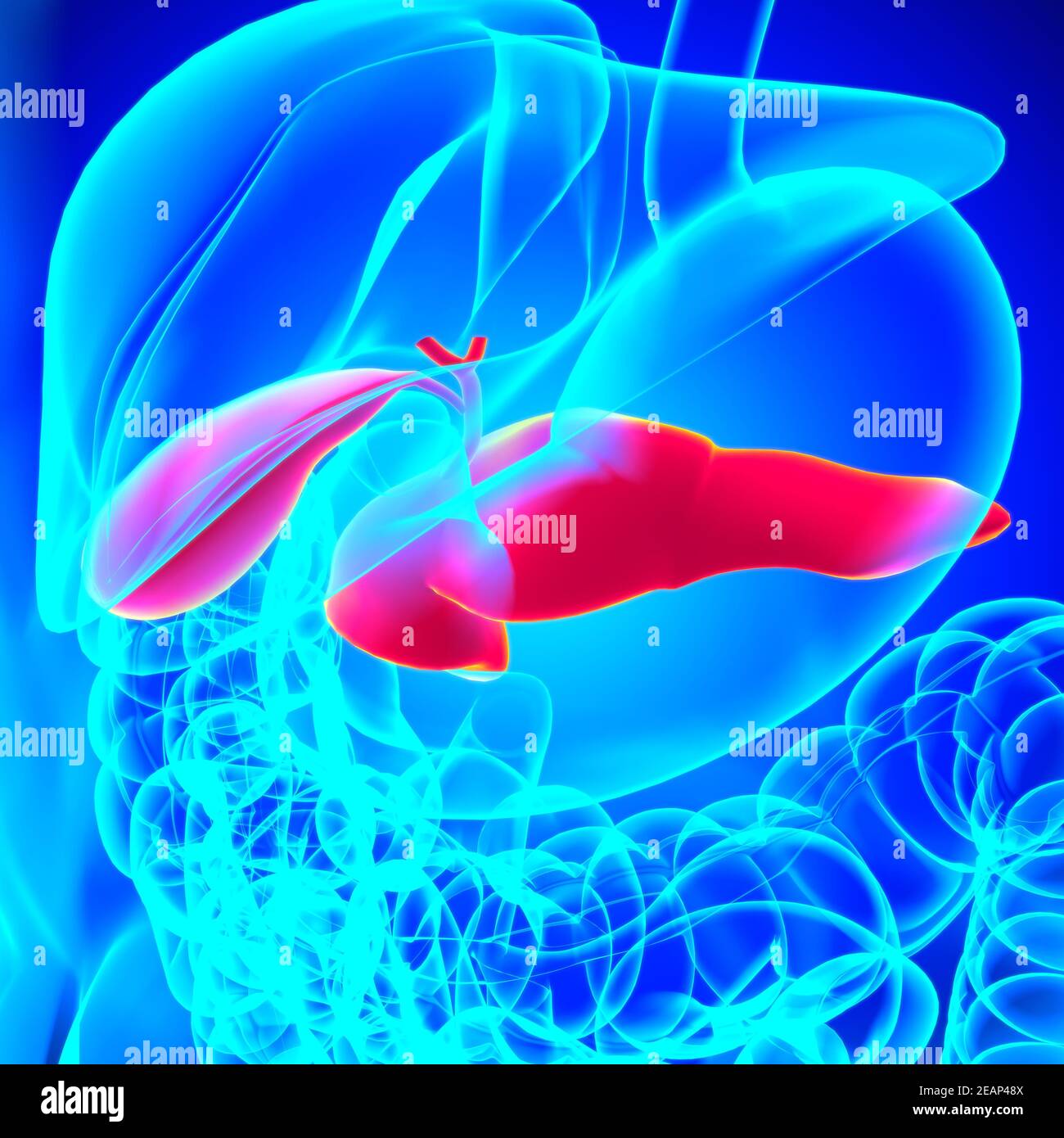 Gall Bladder Human Digestive System Anatomy For Medical Concept 3D ...