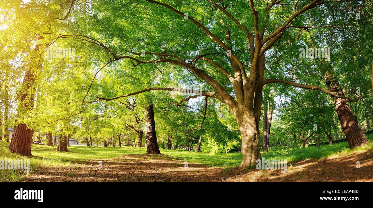 Tree foliage in morning light Stock Photo - Alamy