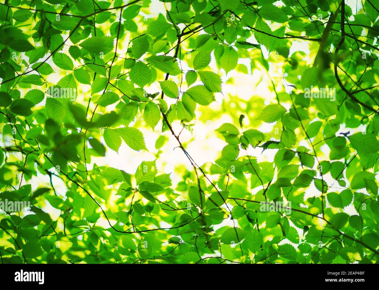 New leaves in summer Stock Photo - Alamy