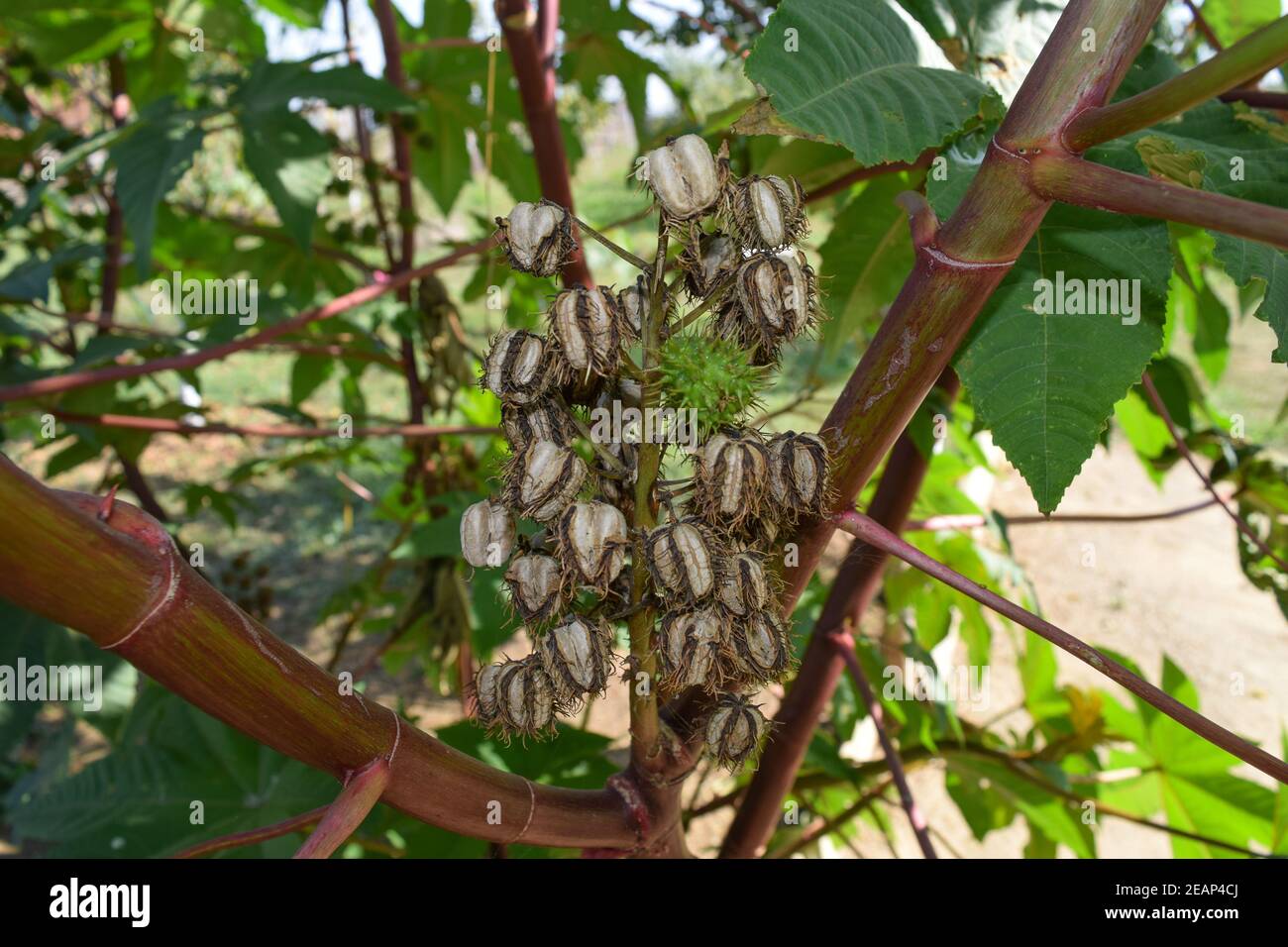 Castor seed hi-res stock photography and images - Alamy