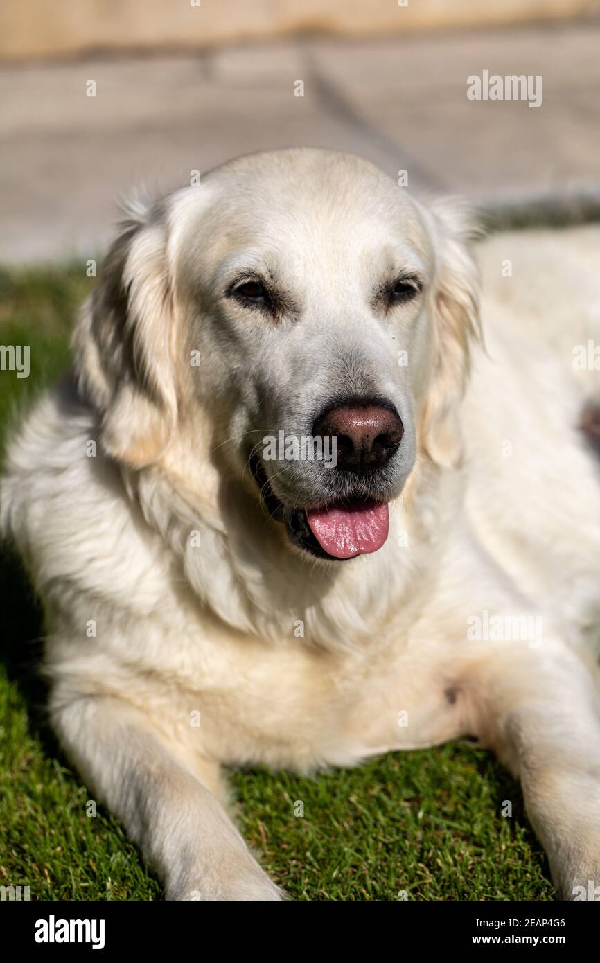 Long haired golden retriever hi-res stock photography and images - Alamy