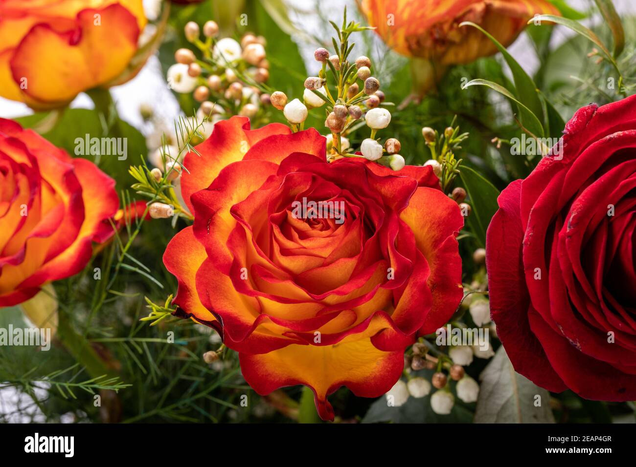 beautiful bouquet of colorful roses Stock Photo - Alamy