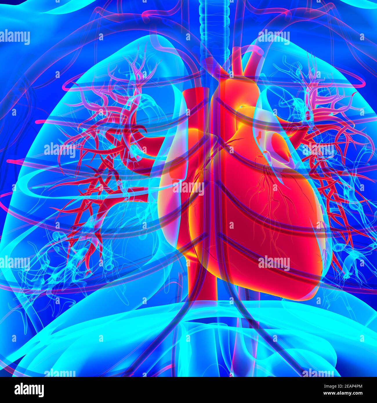 Human Heart Anatomy For Medical Concept 3D Illustration Stock Photo - Alamy