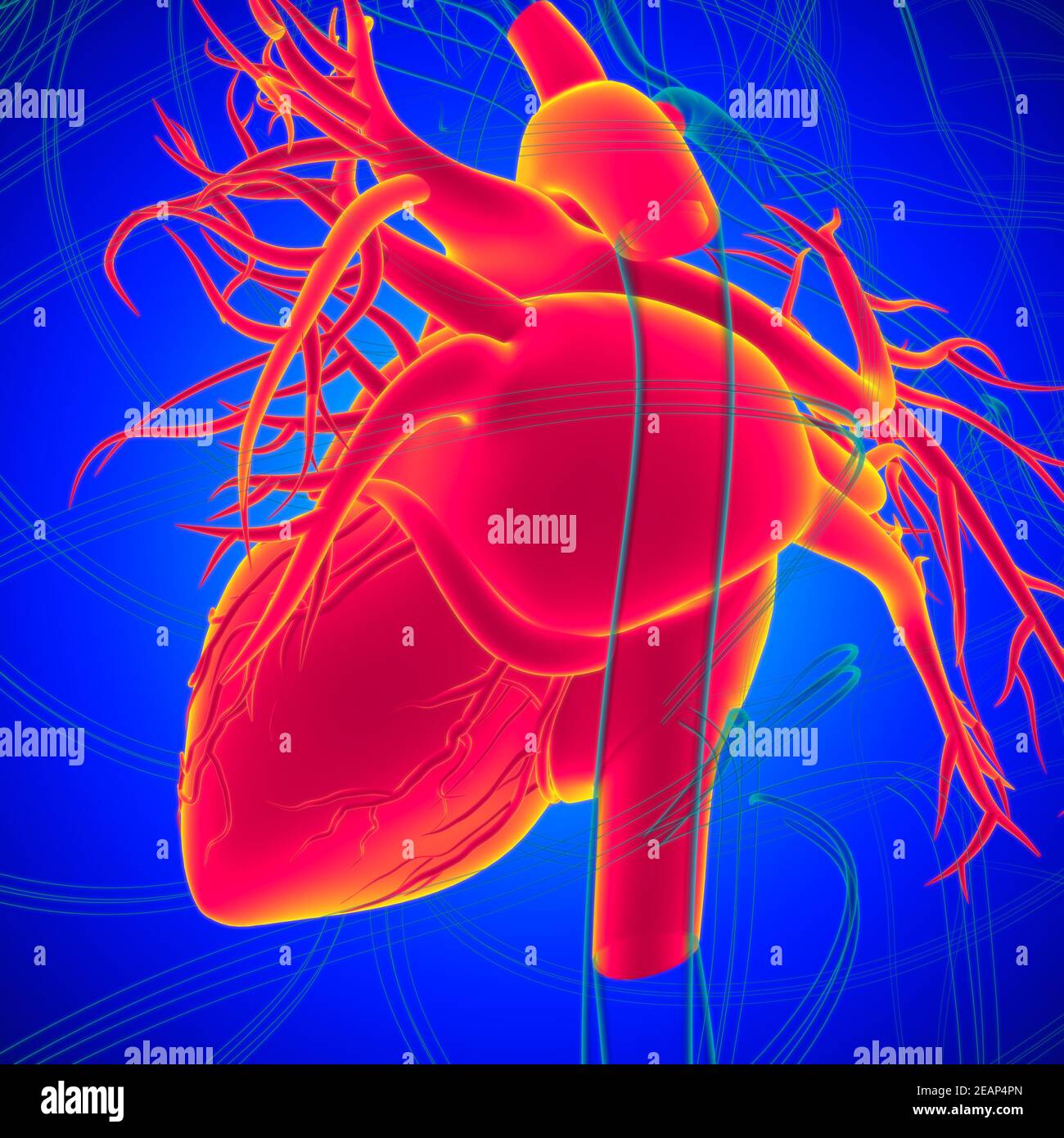 Human Heart Anatomy For Medical Concept 3D Illustration Stock Photo - Alamy