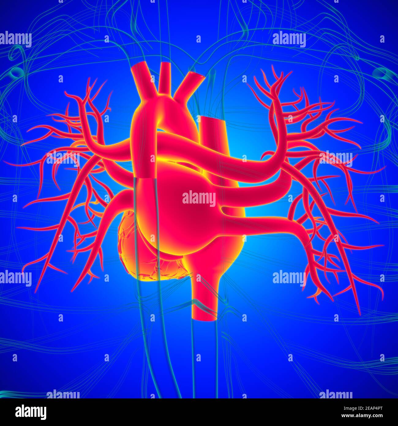 Human Heart Anatomy For Medical Concept 3D Illustration Stock Photo - Alamy