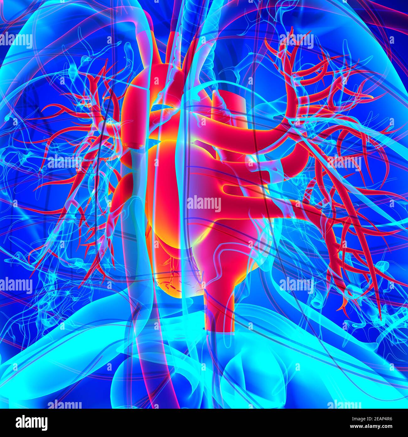 Human Heart Anatomy For Medical Concept 3D Illustration Stock Photo - Alamy
