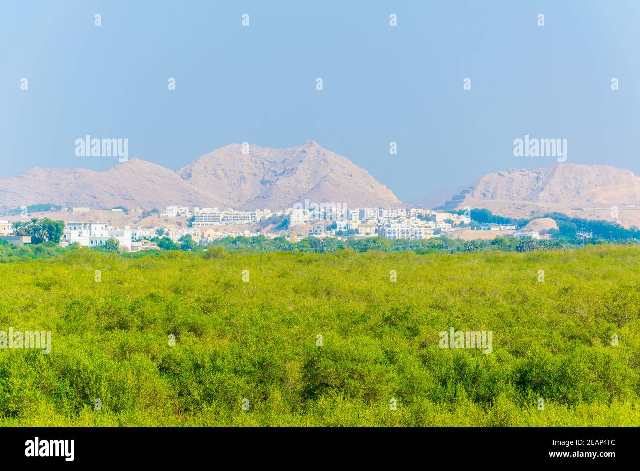 Wetlands in Muscat, the capital of Oman Stock Photo - Alamy
