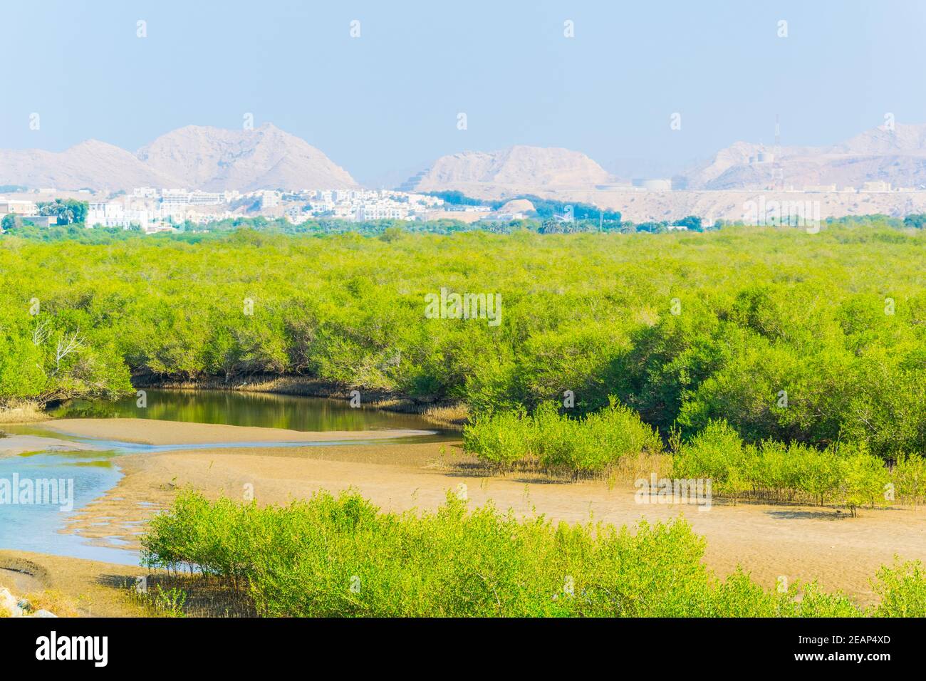 Wetlands in Muscat, the capital of Oman Stock Photo - Alamy