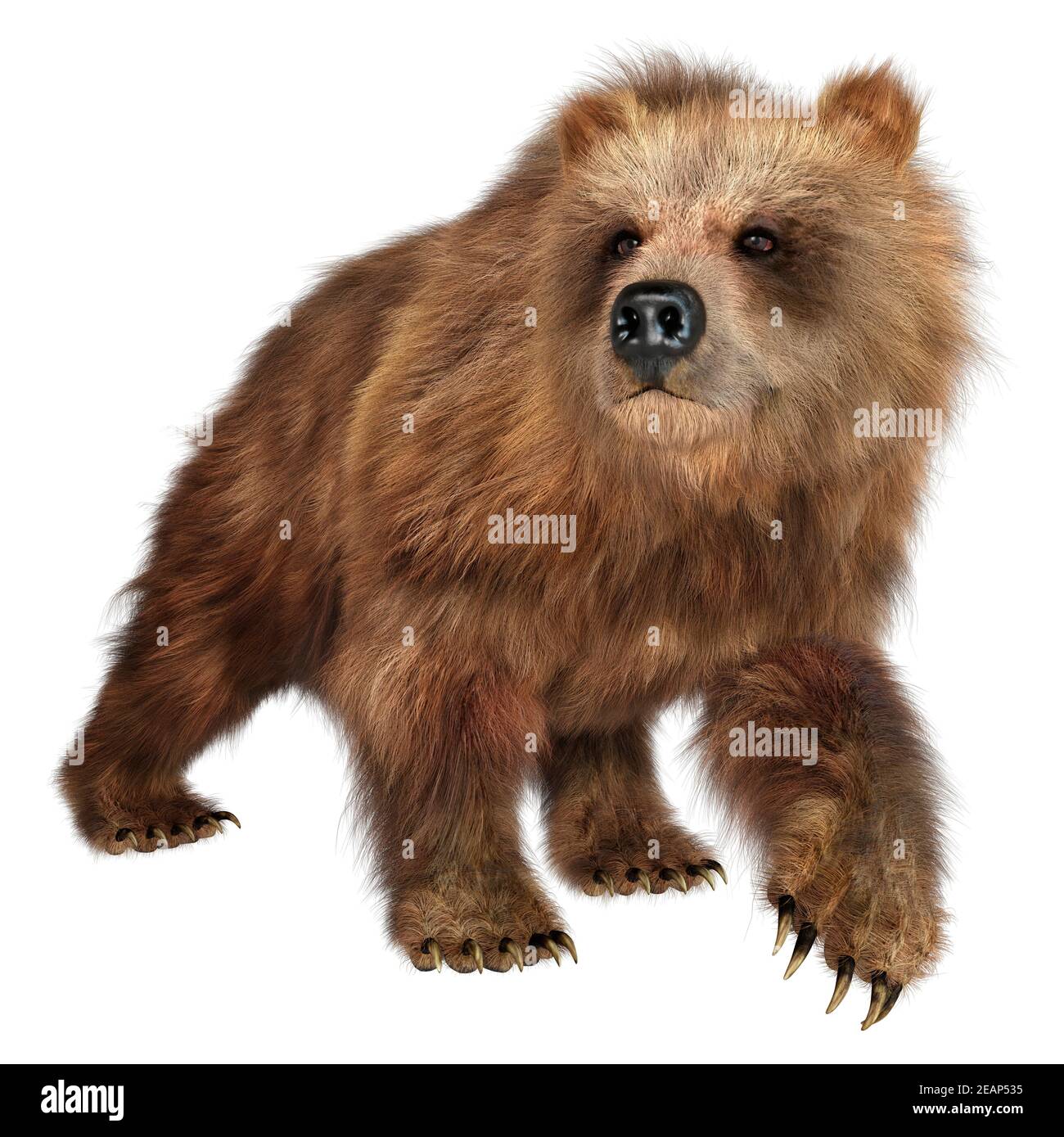 Brown bear wildlife Cut Out Stock Images & Pictures - Alamy