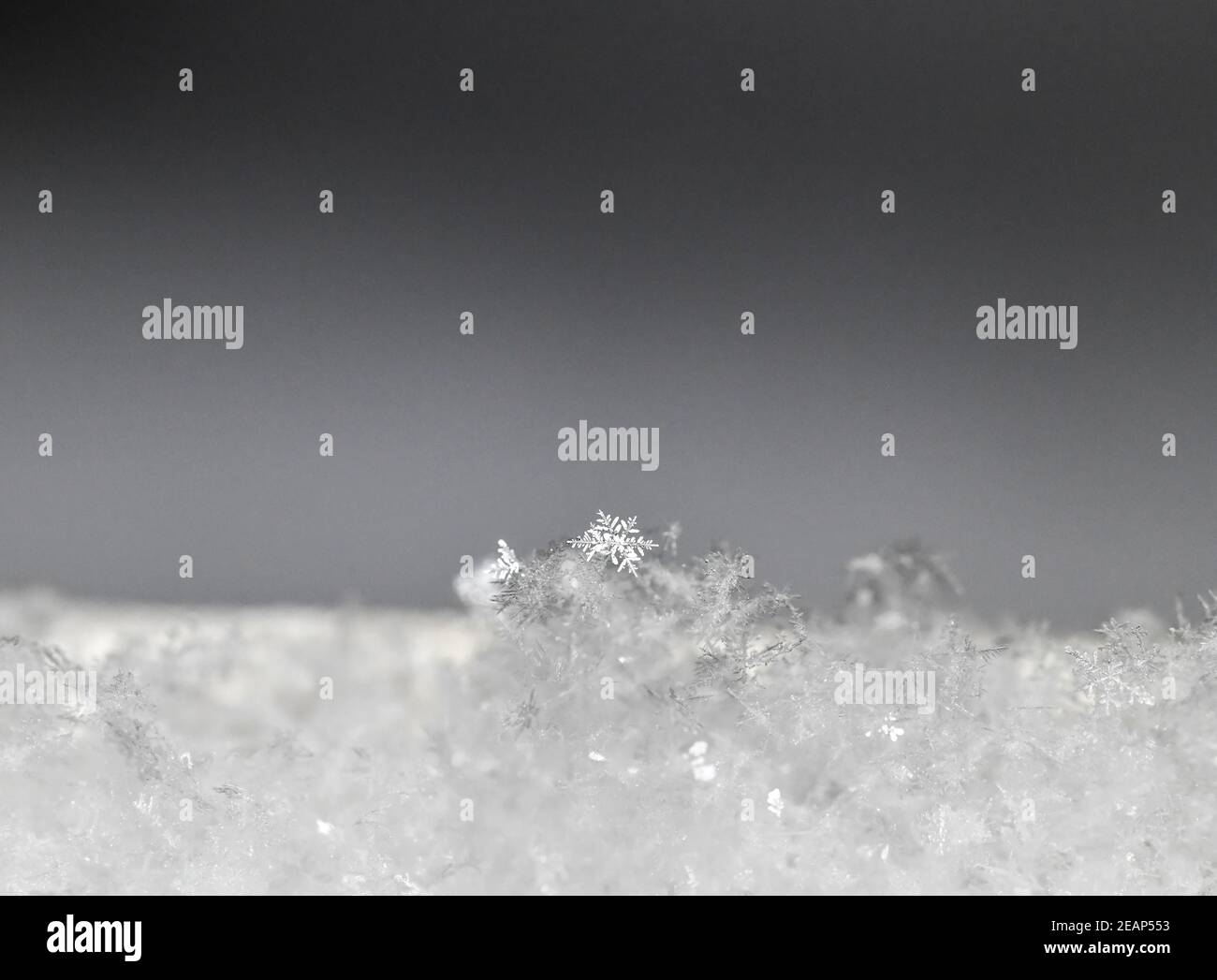 Real snowflake close up hi-res stock photography and images - Alamy