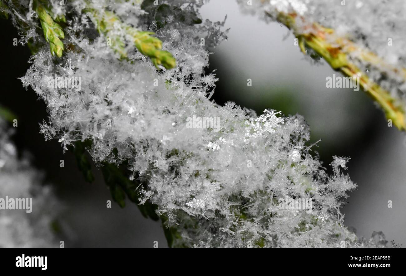 Real snowflake close up hi-res stock photography and images - Alamy