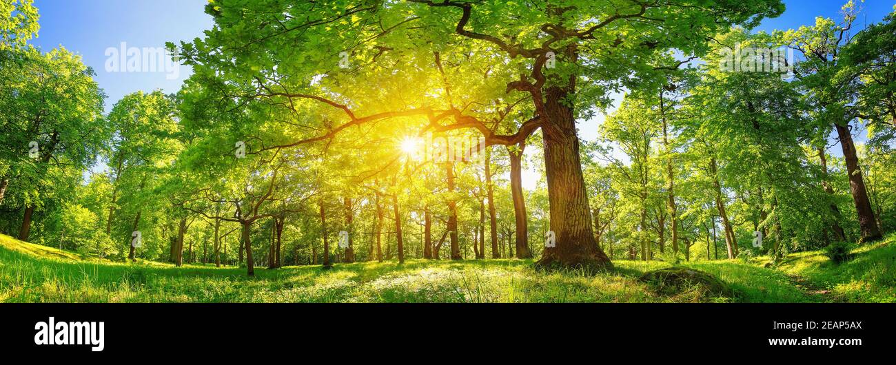 Tree foliage in morning light Stock Photo - Alamy