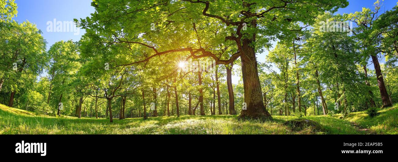 Tree foliage in morning light Stock Photo - Alamy