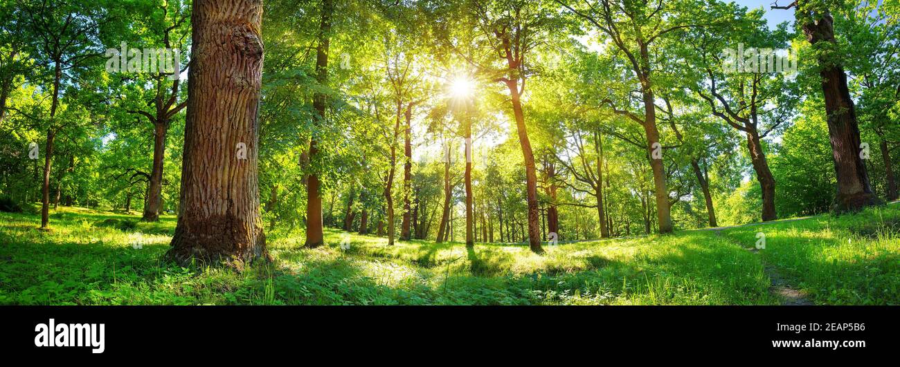 Tree foliage in morning light Stock Photo - Alamy