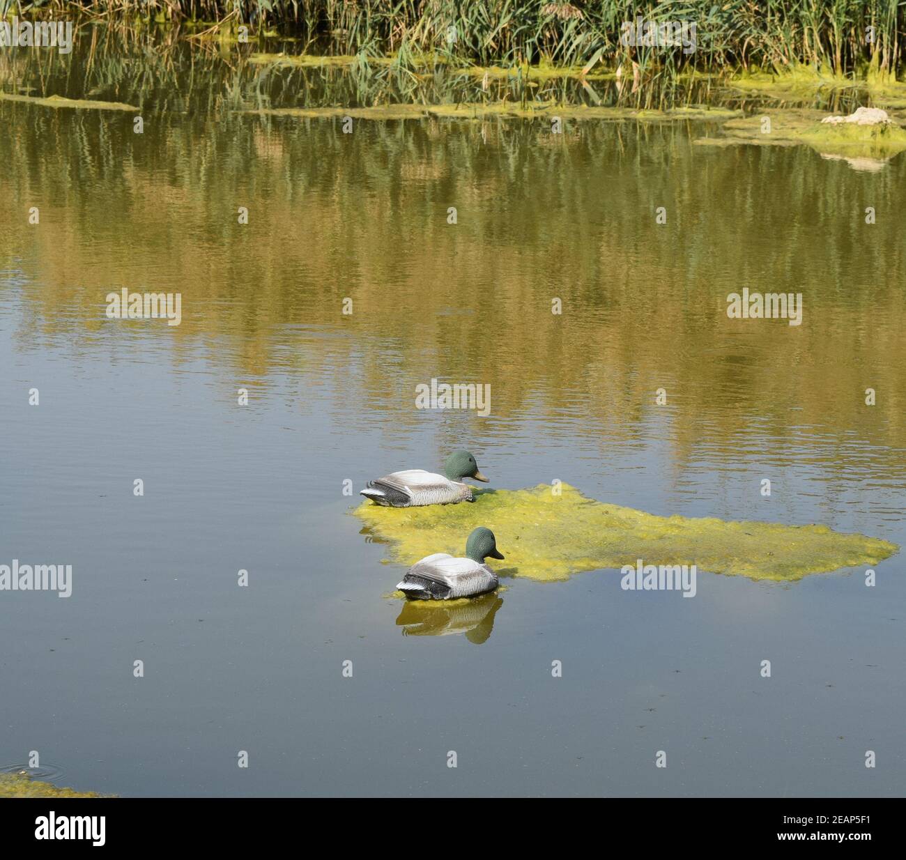 Artificial duck on a pond Stock Photo - Alamy