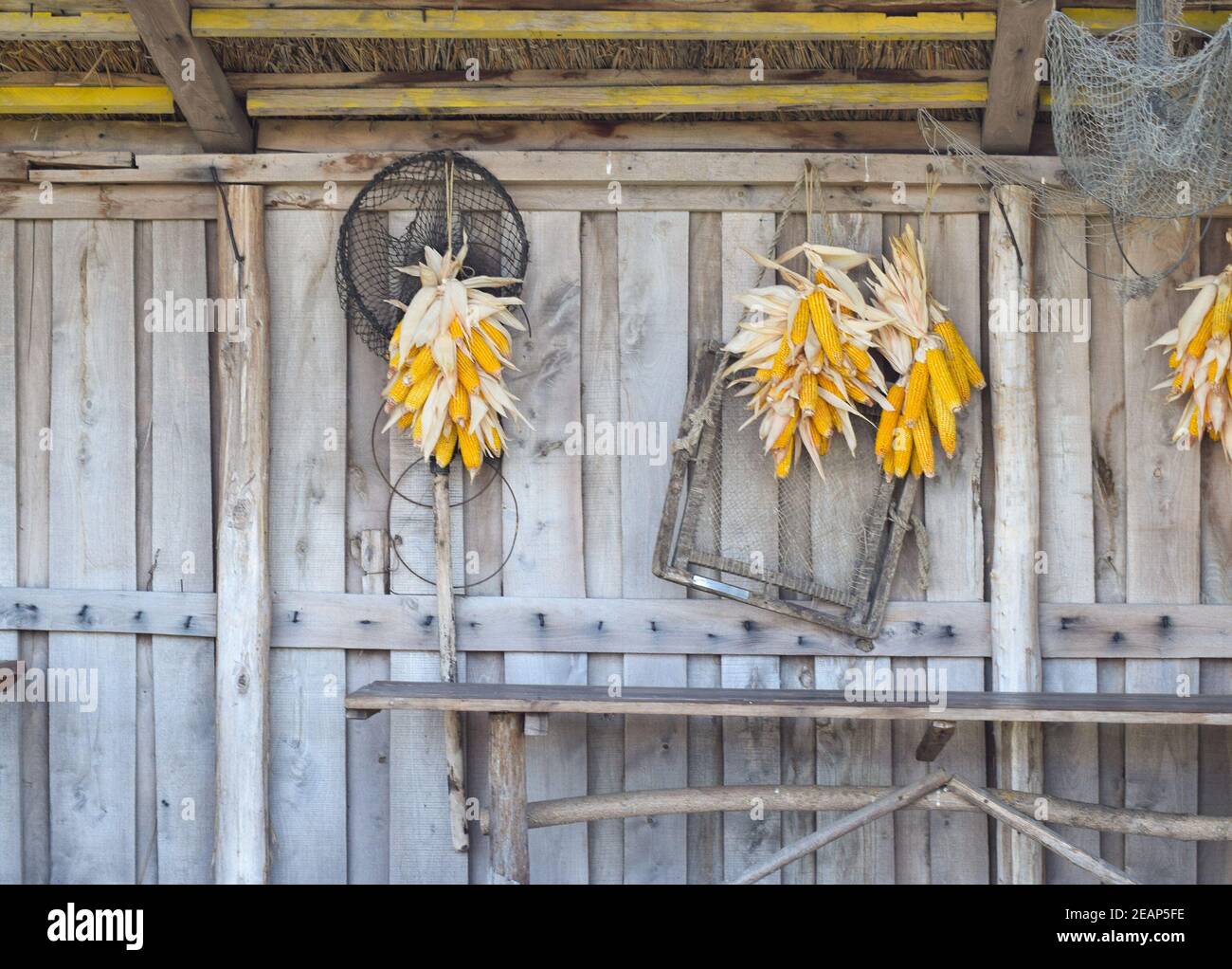 Corn crop drying hi-res stock photography and images - Alamy