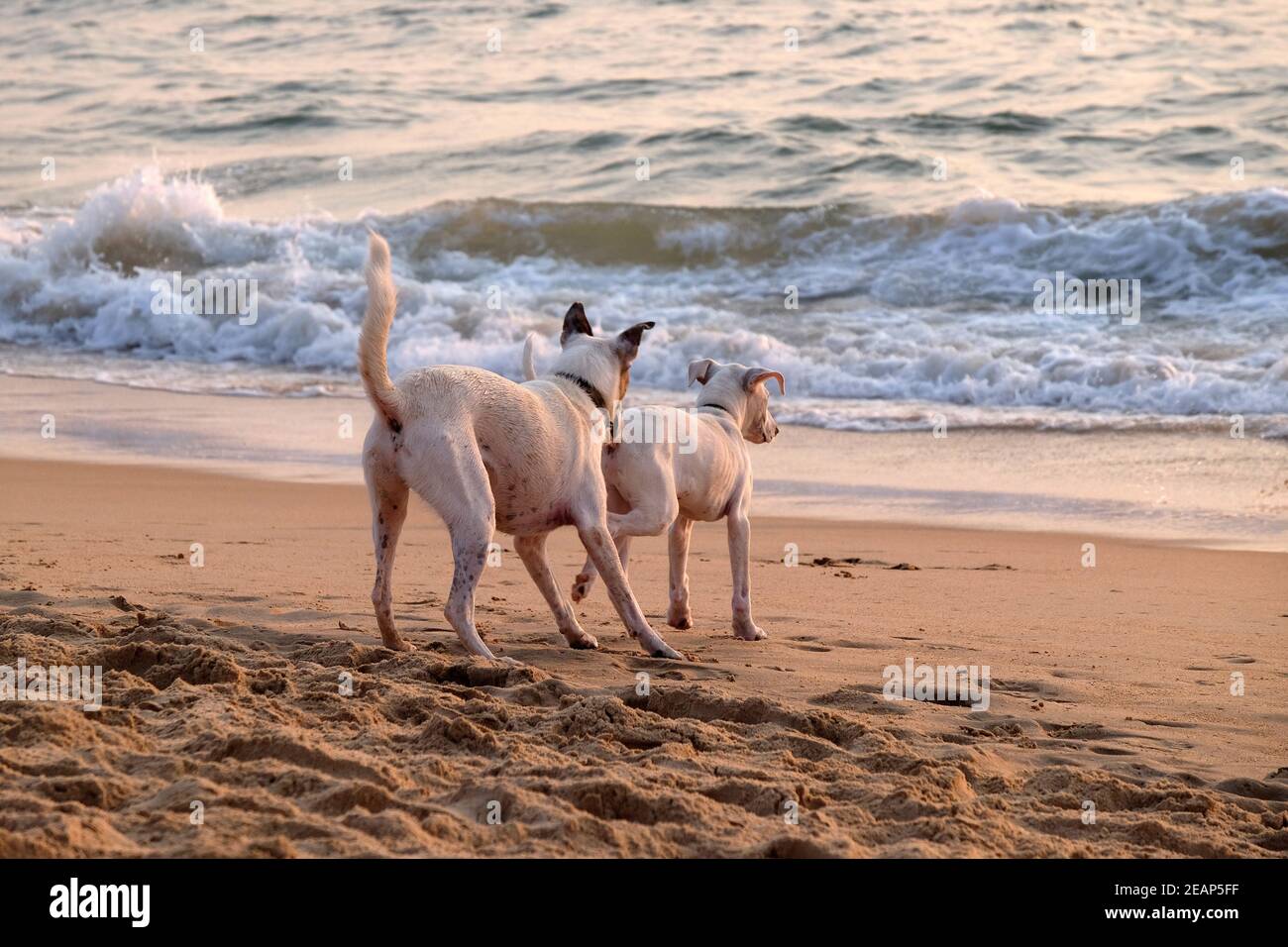 Dogs play at Candolim Beach, North Goa, India Stock Photo - Alamy