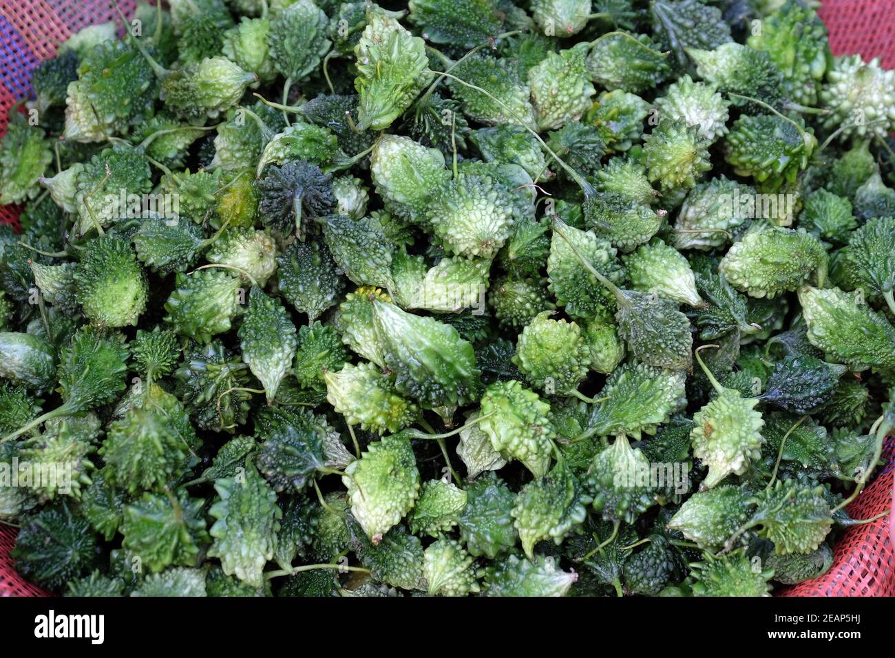 Karela Vegetables at Kumrokhali Market, West Bengal, India Stock Photo ...