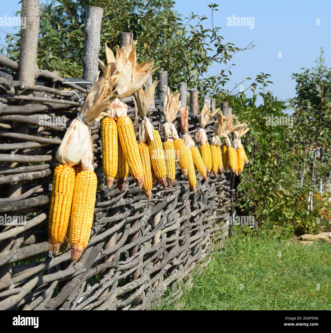 Hanging ears of yellow corn Stock Photo - Alamy