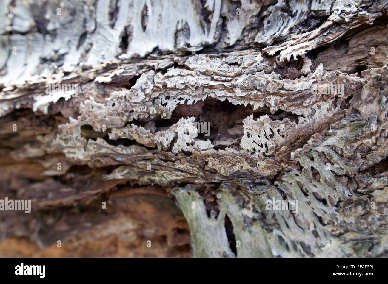 Decaying Tree Bark in Beckenham Palace Park, Lewisham Stock Photo - Alamy