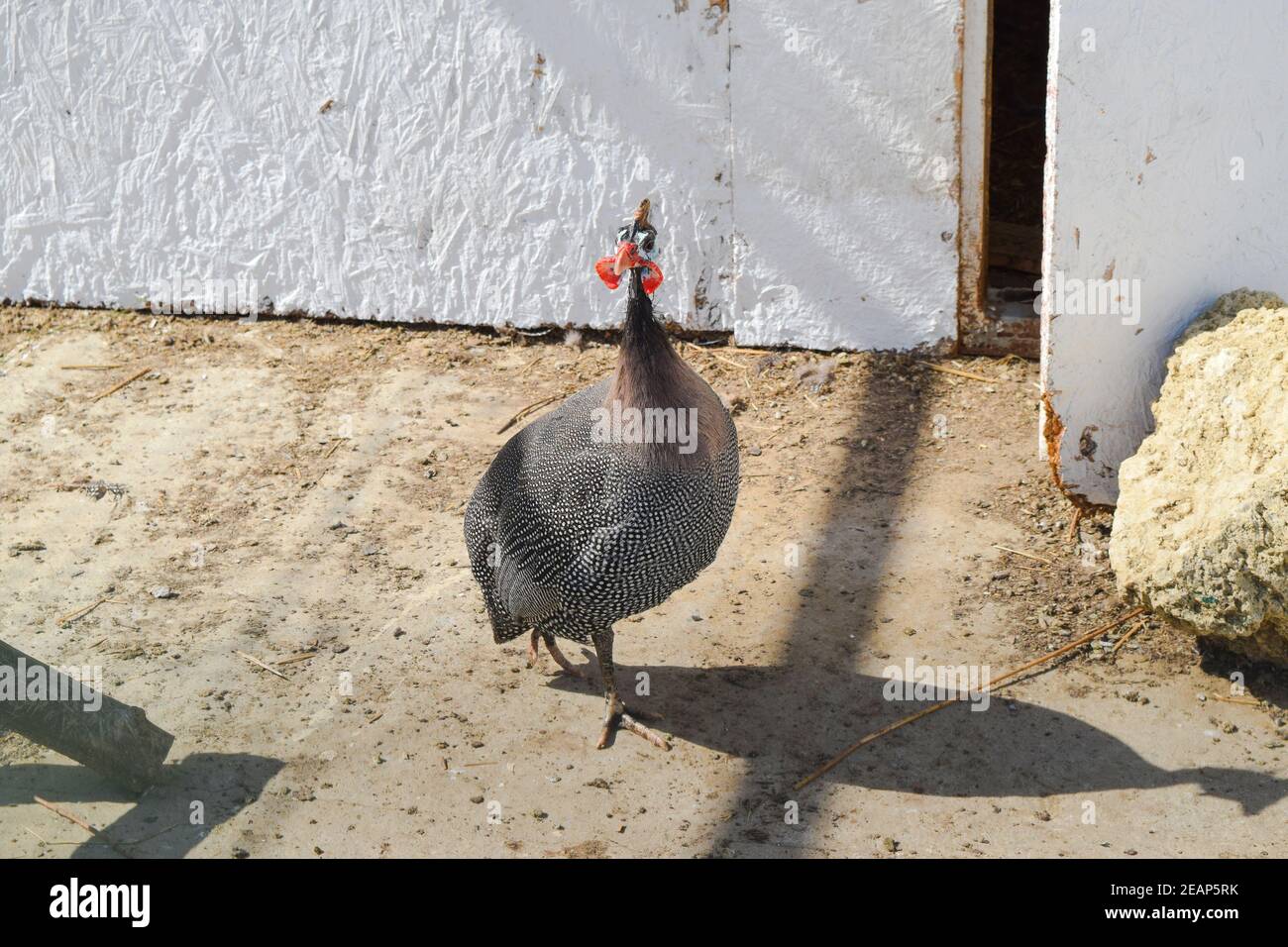 Chicken farm africa hi-res stock photography and images - Alamy