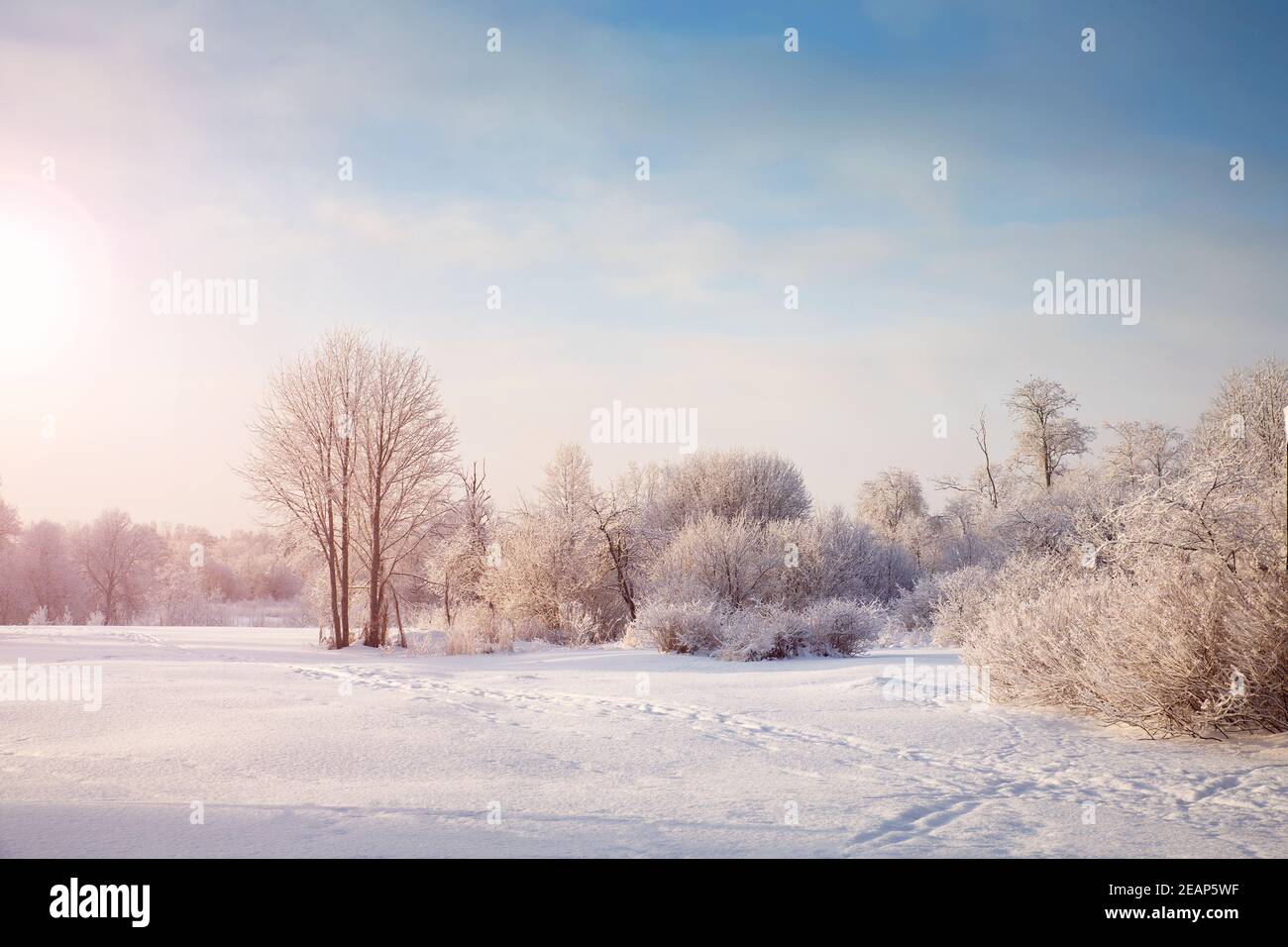 Sunny early winter forest hi-res stock photography and images - Alamy