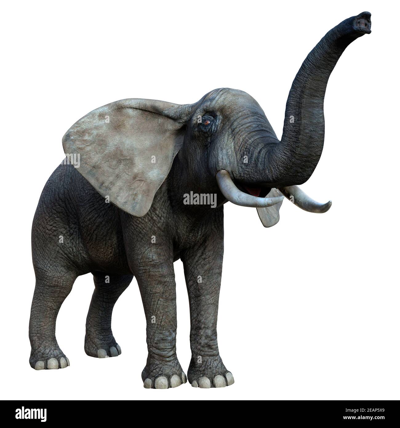 3D Rendering African Elephant on White Stock Photo - Alamy