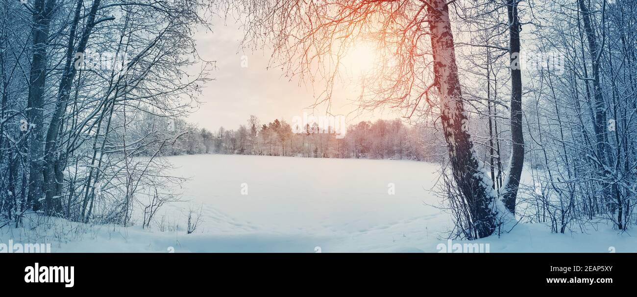 trees covered with snow near lake Stock Photo - Alamy