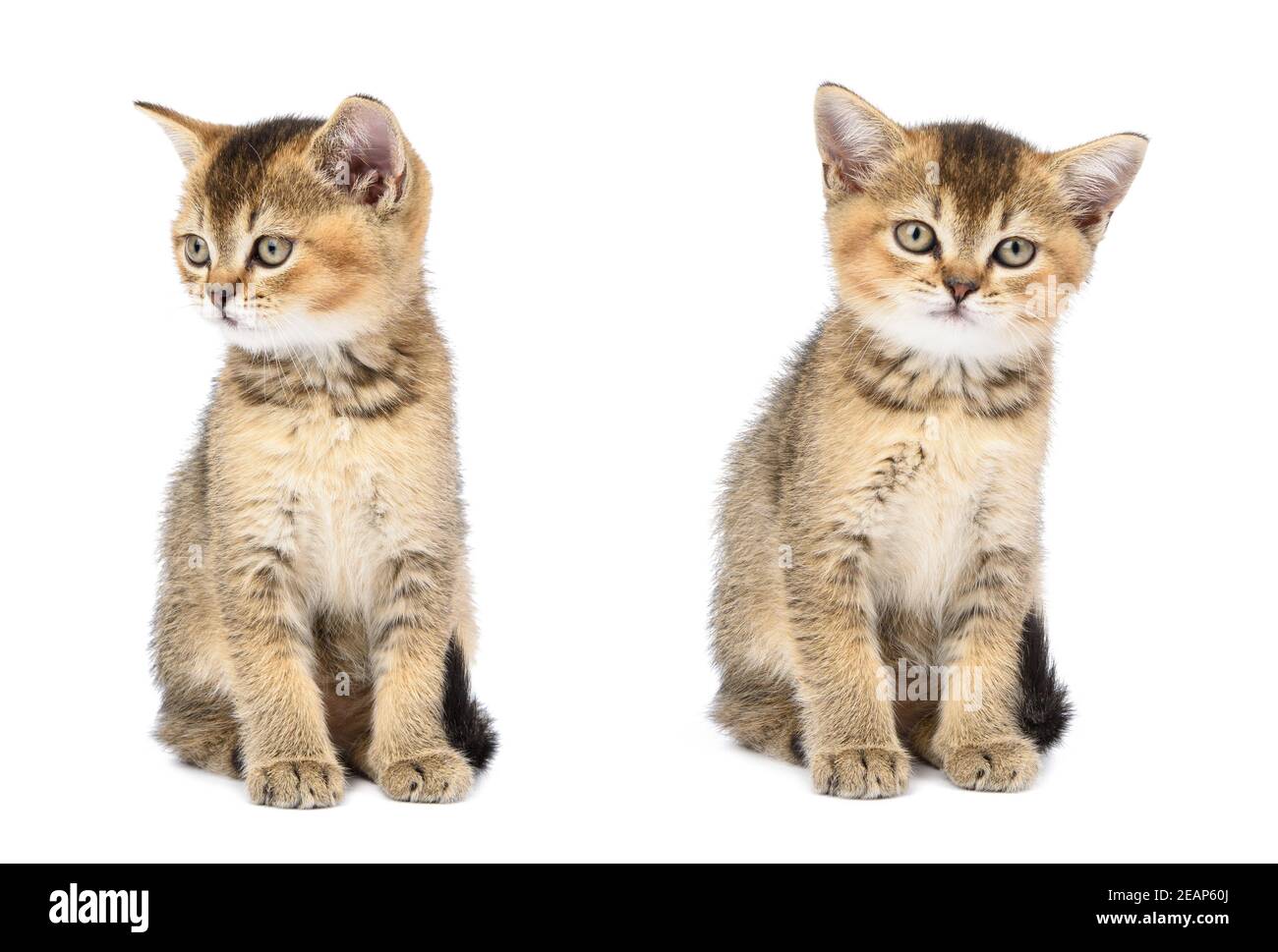 Cute scottish straight golden Cut Out Stock Images & Pictures - Alamy