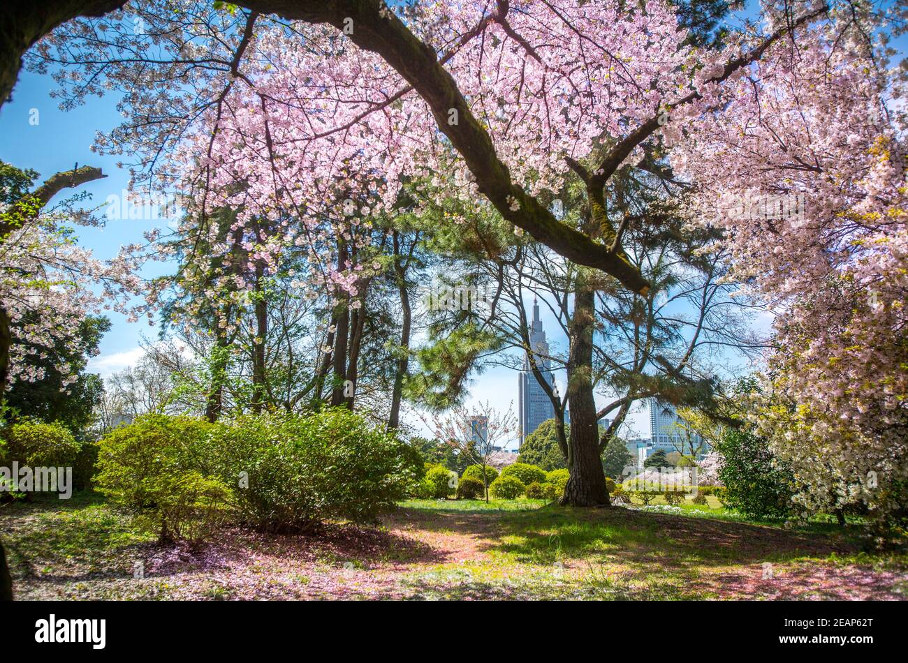 Tokyo, Japan Japanese people have party, picnic under the sakura trees ...