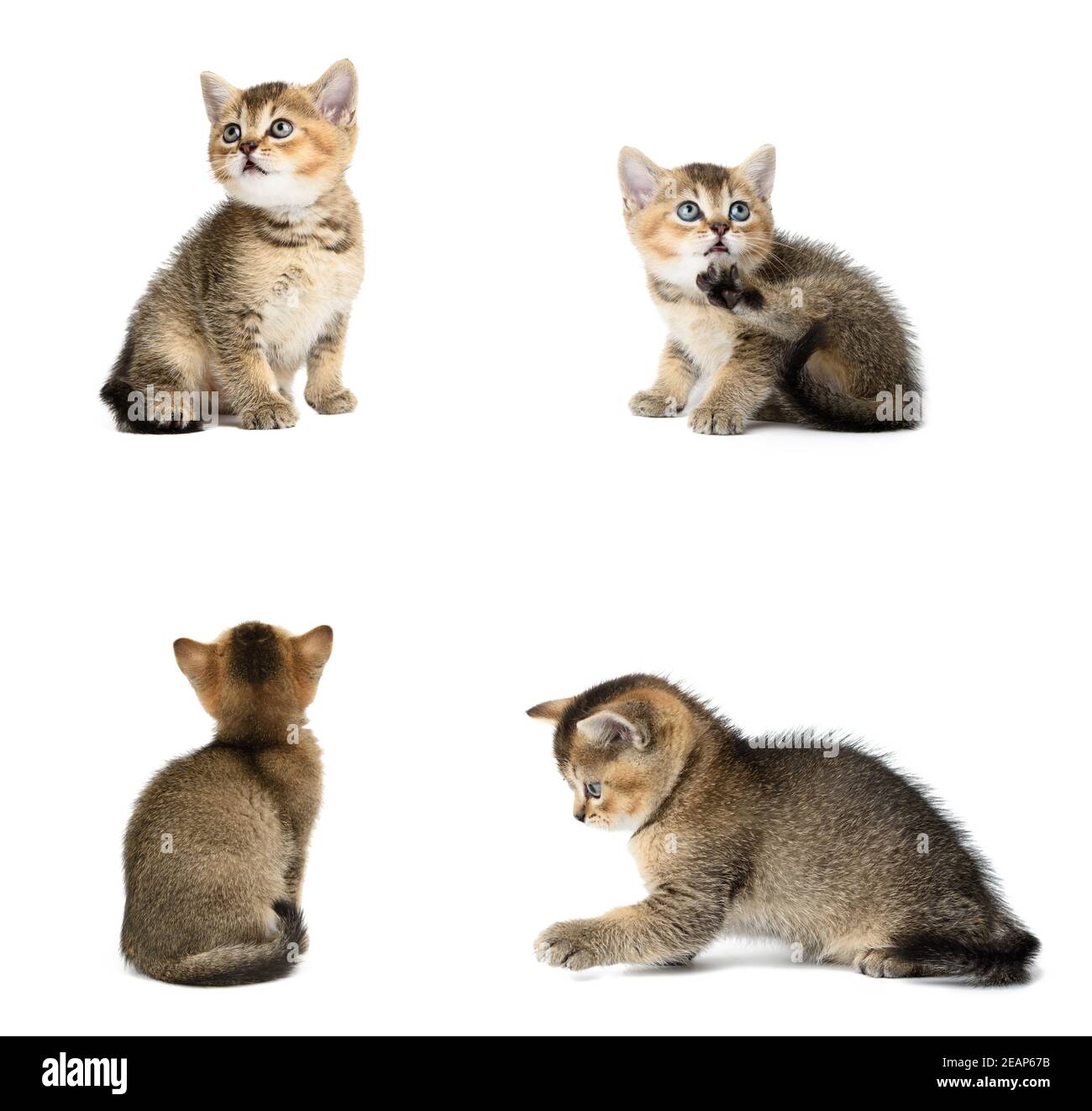 Cute scottish straight golden Cut Out Stock Images & Pictures - Alamy