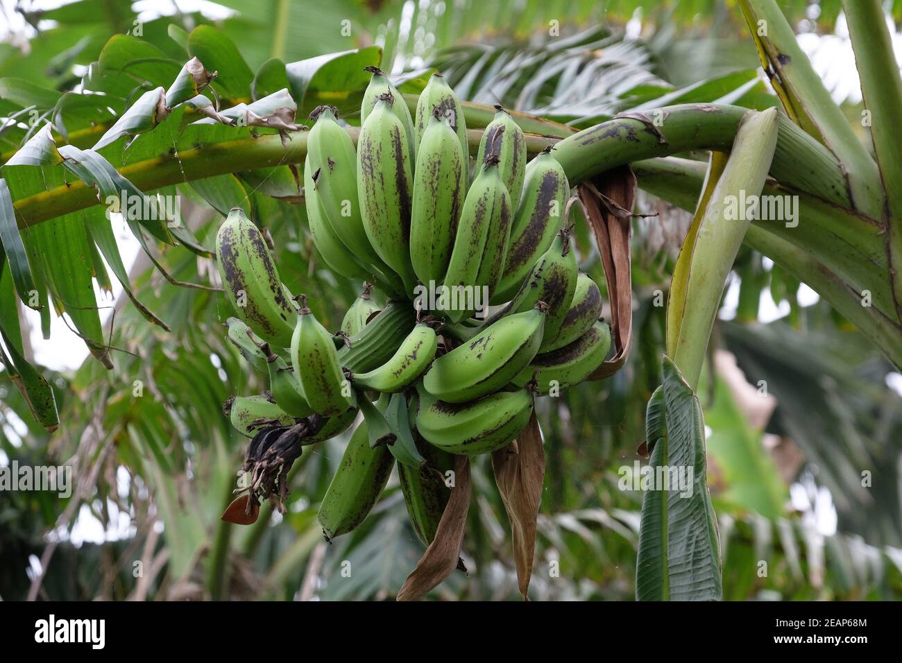 Growing bananas in india hi-res stock photography and images - Alamy