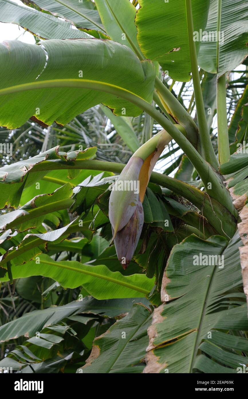 Banana tree with flower in Kumrokhali, West Bengal, India Stock Photo ...