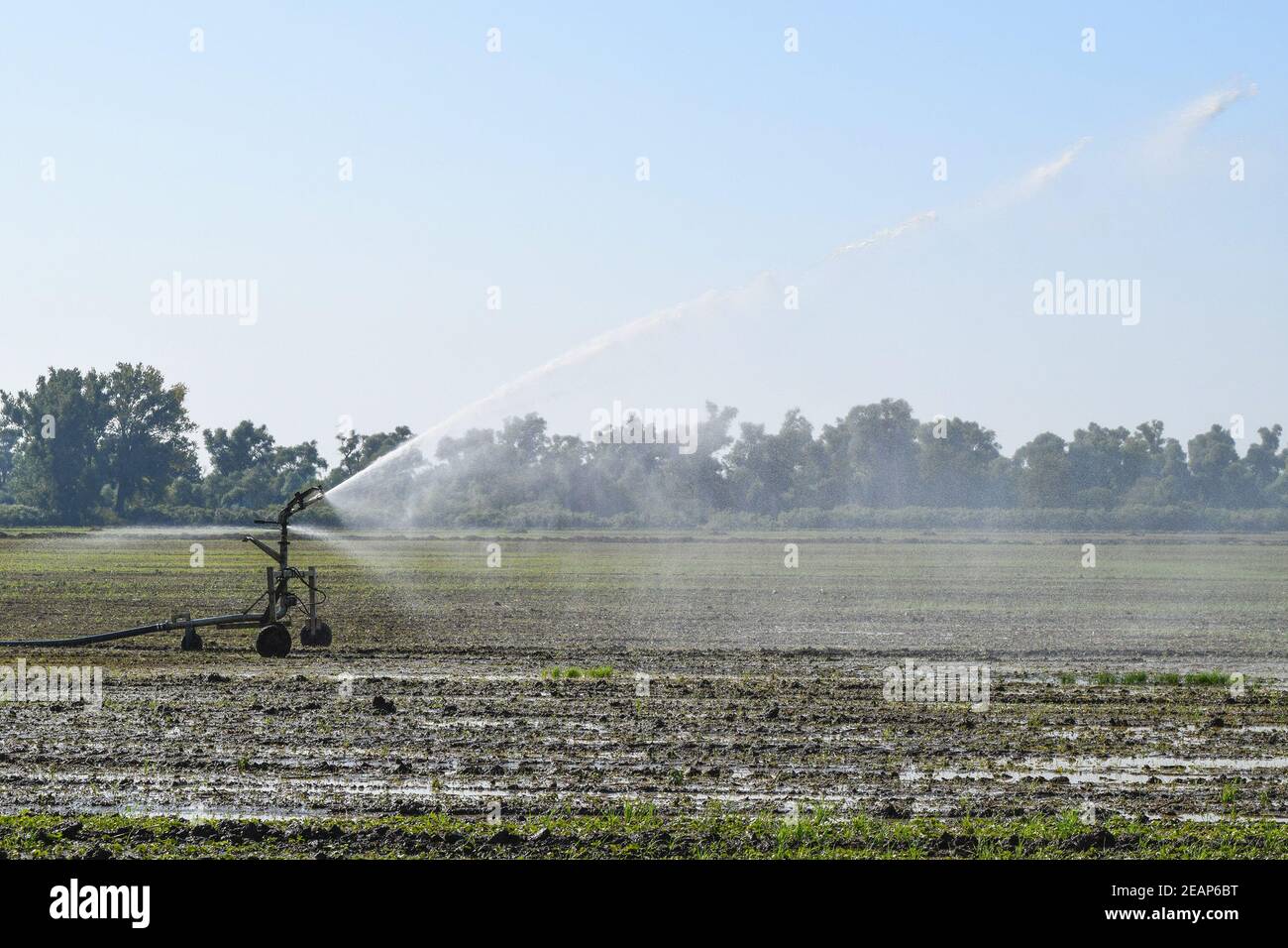 Irrigation system in the field of melons. Watering the fields ...