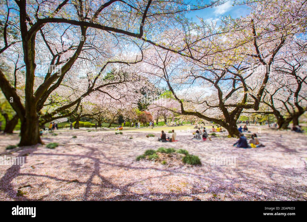 Tokyo, Japan Japanese people have party, picnic under the sakura trees ...