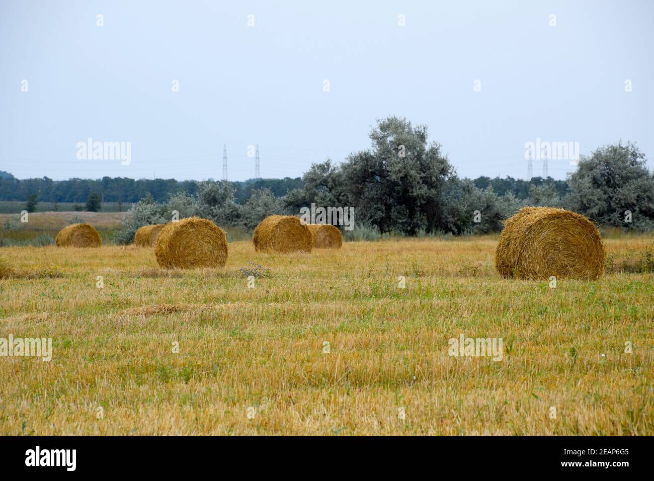 Row forage hi-res stock photography and images - Alamy