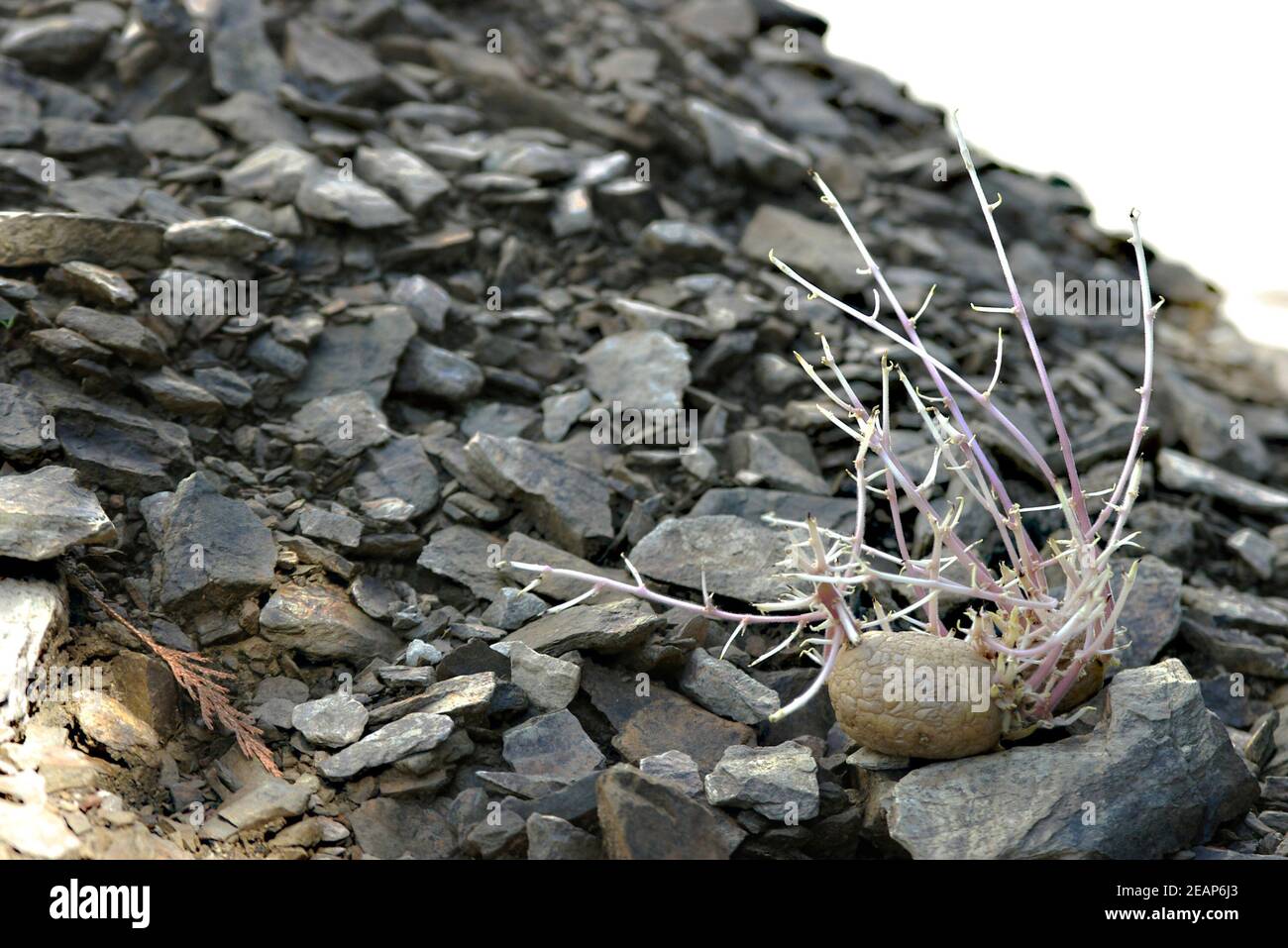 Lonely potato hi-res stock photography and images - Alamy