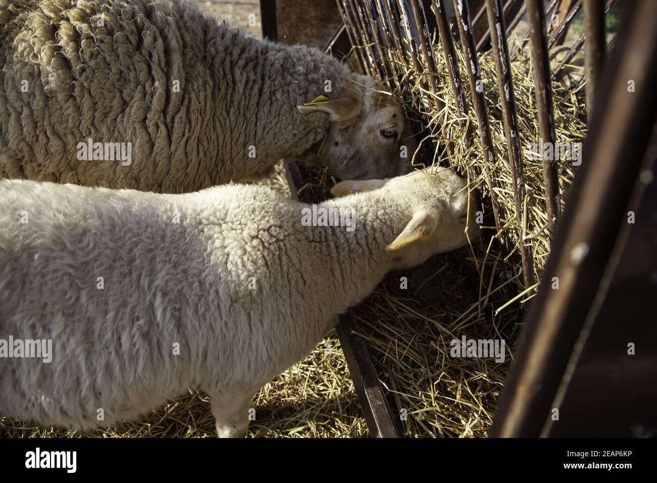 Sheep eating on a farm Stock Photo - Alamy
