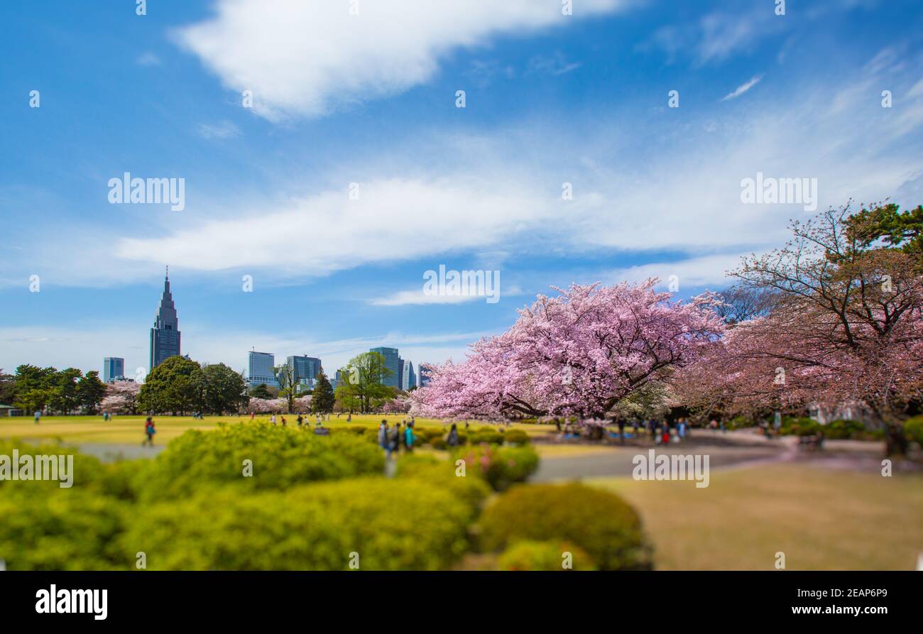 Japan cherry blossom trees ueno tokyo flower hi-res stock photography ...