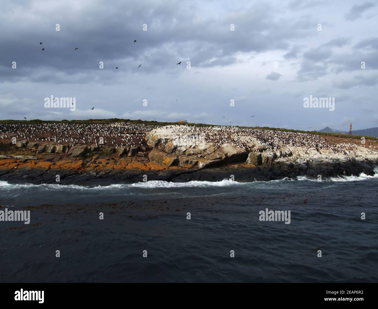 Birds in the islands of the Beagle Channel, Argentina Stock Photo - Alamy