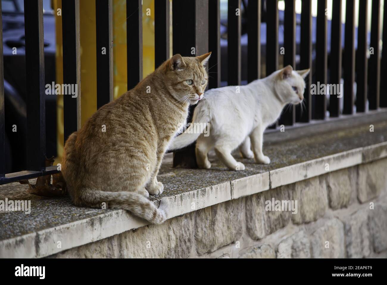 Feral animals hi-res stock photography and images - Alamy