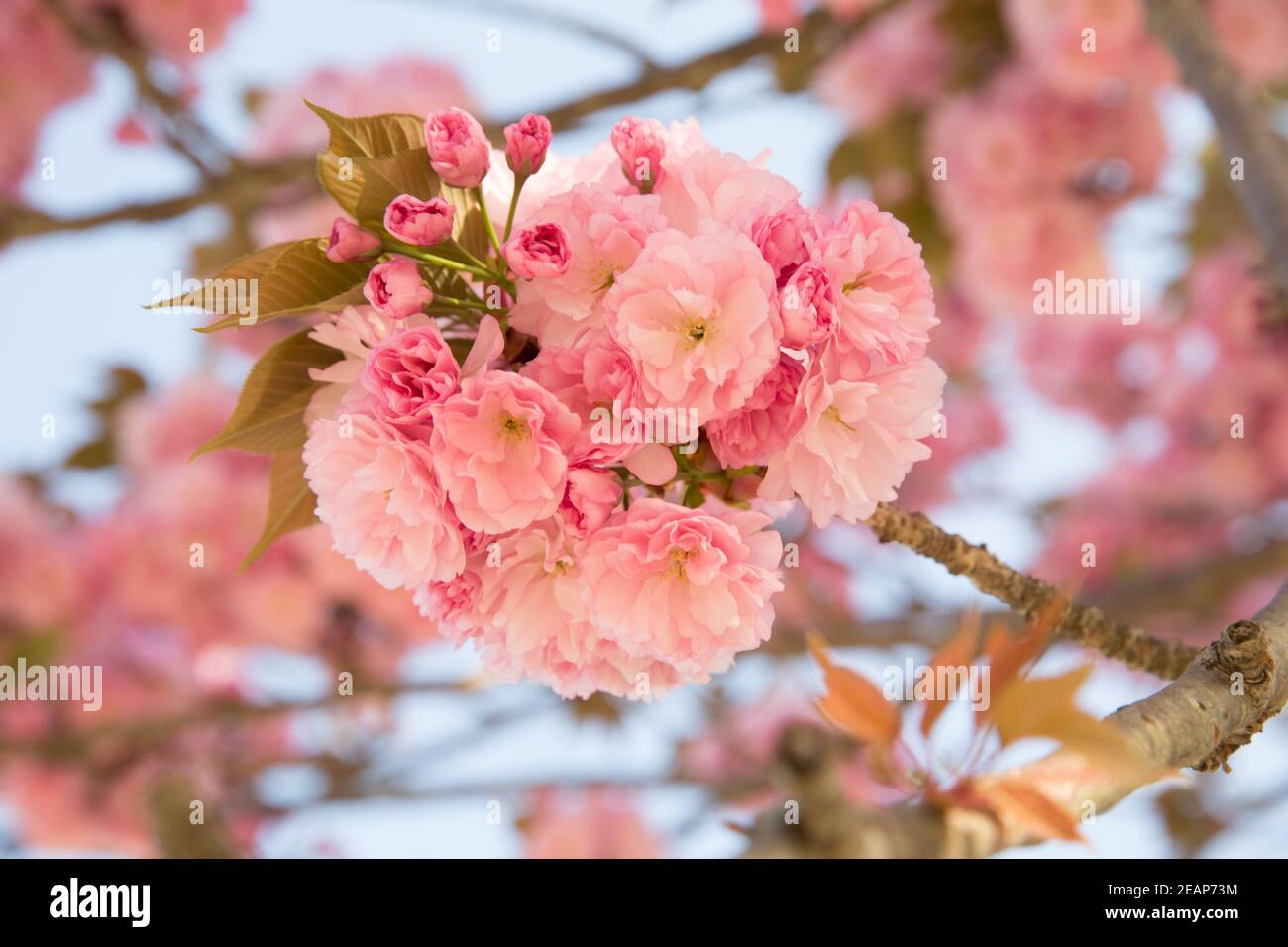 Stunning Blooming Tree In Spring. Springtime, Backgrounds, Cherry ...