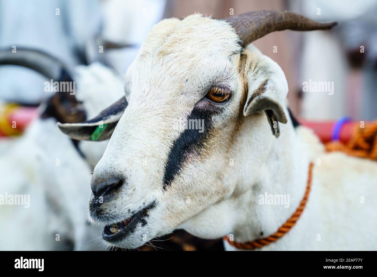 Arabian goat hi-res stock photography and images - Alamy