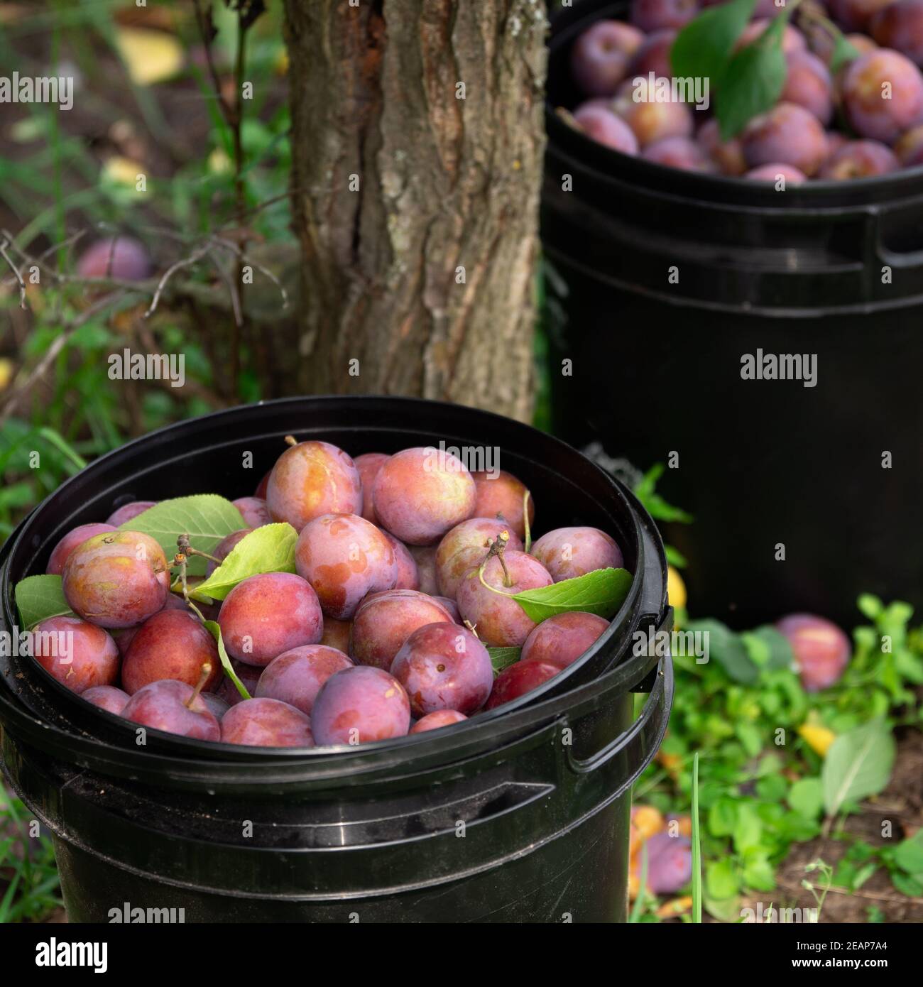Fresh plums just picked from the tree in plastic buckets standing near ...