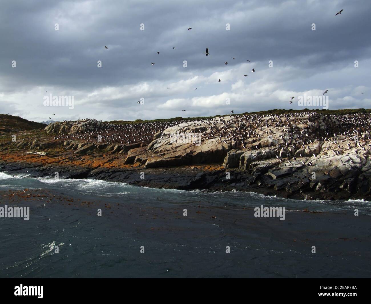 Bird watching channel islands hi-res stock photography and images - Alamy